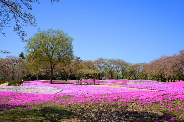 Hitsujiyama Park | สวนฮิตสึจิยามะ ชมทุ่งดอกไม้หลากสีกลางหุบเขา